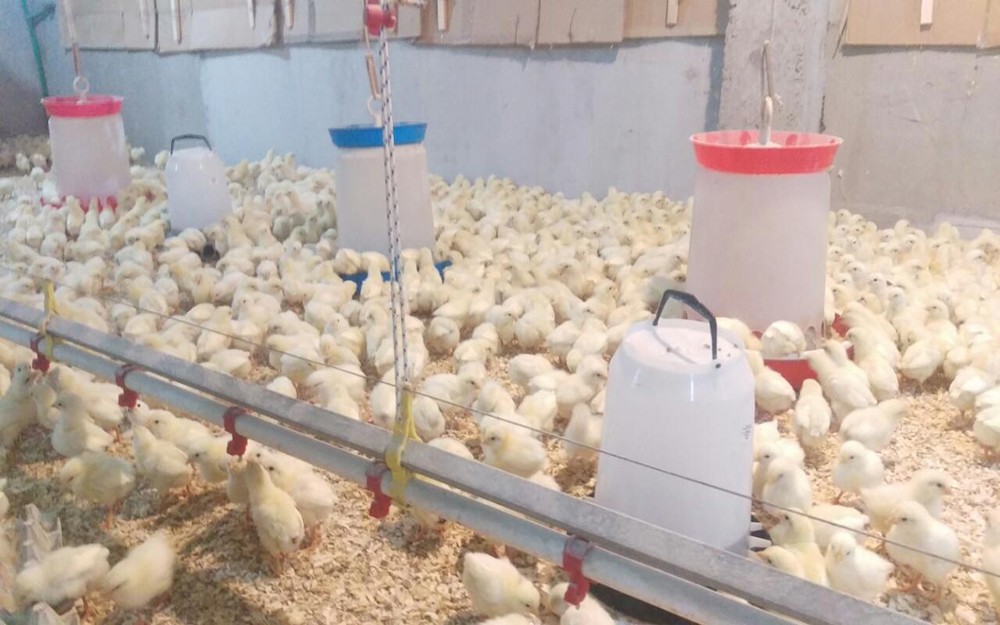 PRODAJA KOKA NOSILJA - ŽIVINARSKA FARMA SUZA DANILOVGRAD - ODMARAJ ME ...